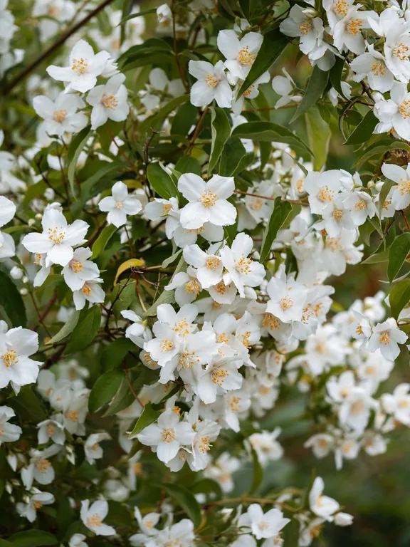 15 Plants With Show-Stopping White Flowers