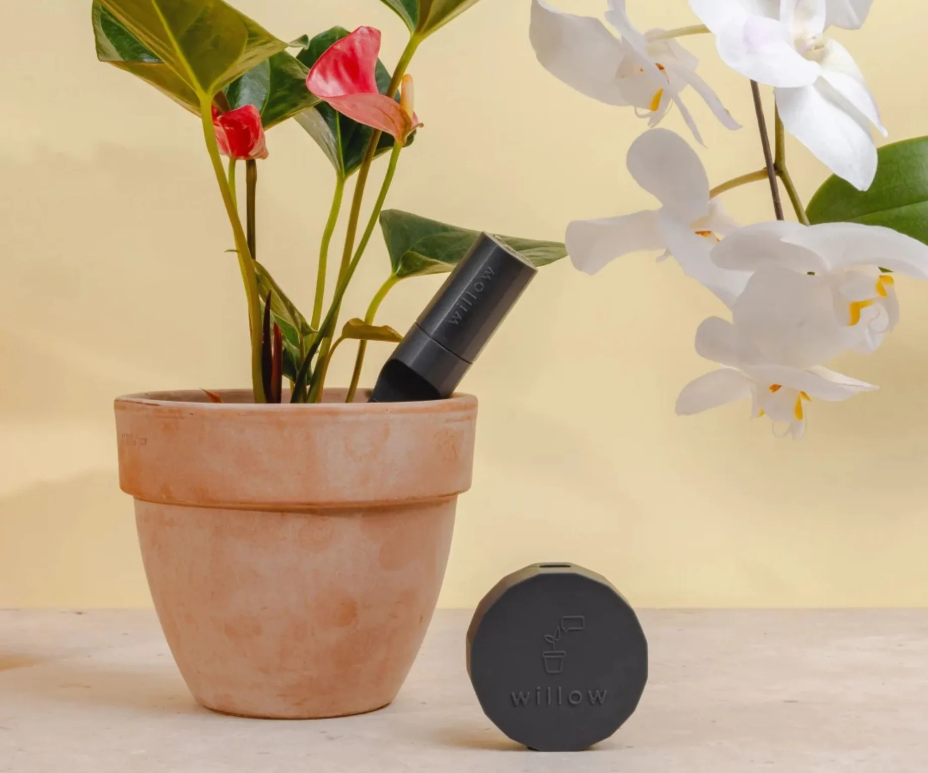 Keep Your Houseplants Alive With The Willow Plant Sensor