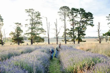 A Lavender Farm In Millthorpe, NSW | Homes To Love