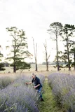 A Lavender Farm In Millthorpe, NSW | Homes To Love