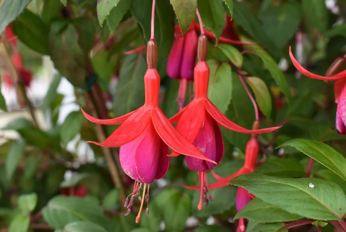 Fuchsia: How To Grow These Delicate Blooms | Homes To Love