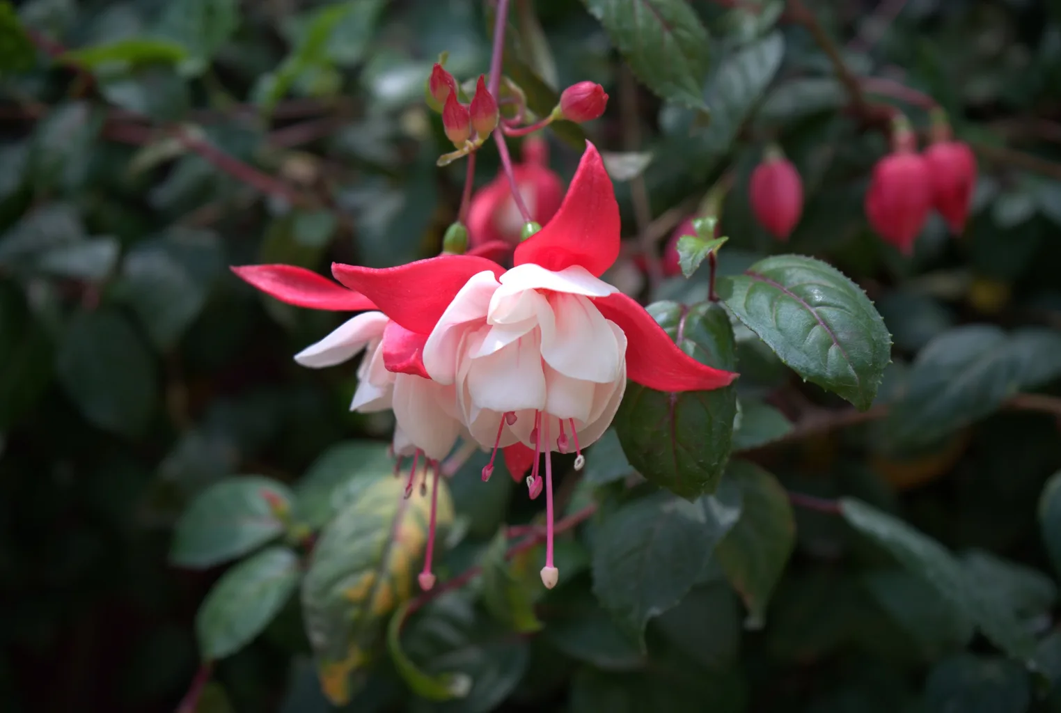Fuchsia: How To Grow These Delicate Blooms | Homes To Love