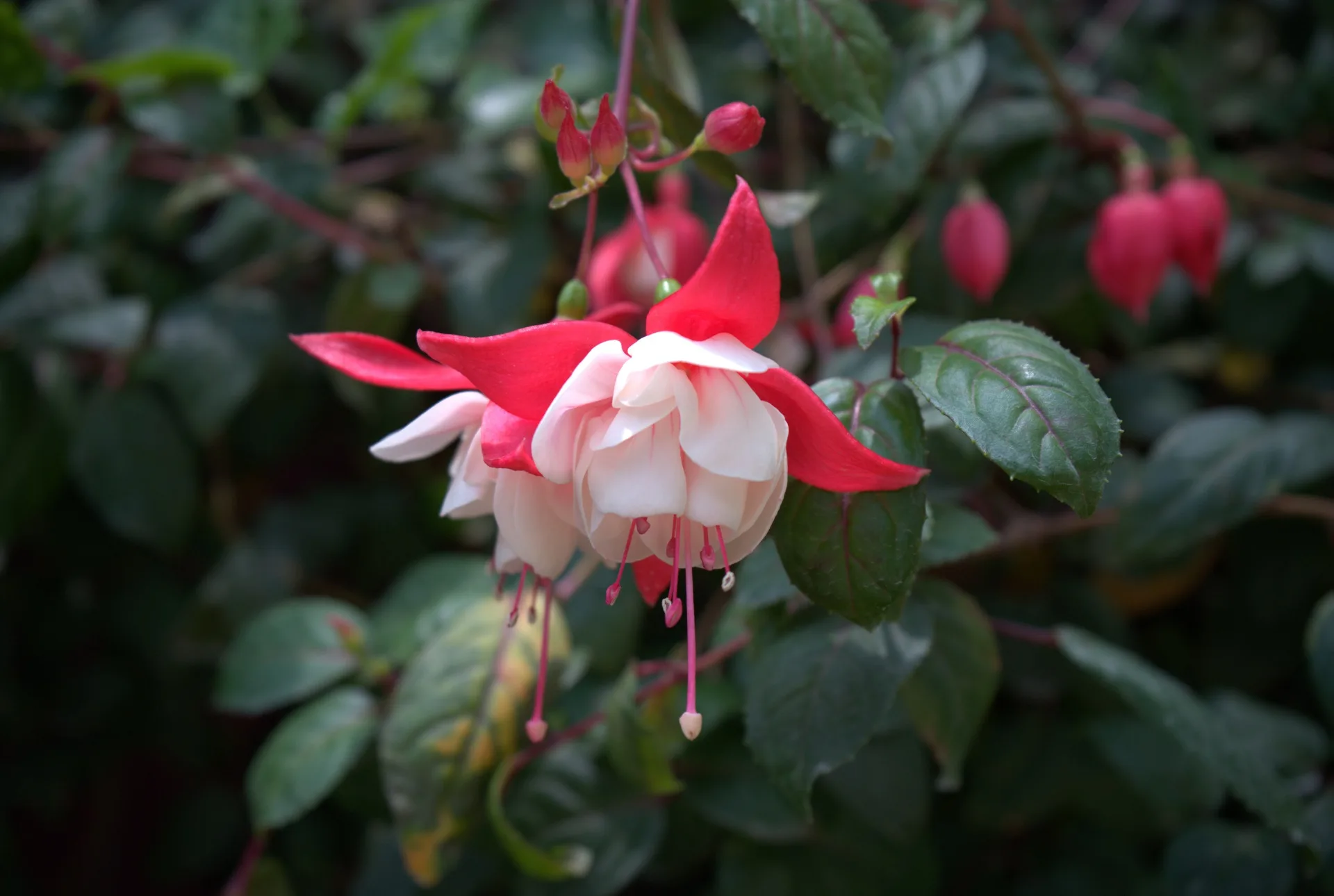 Fuchsia: How To Grow These Delicate Blooms | Homes To Love