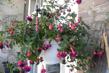 Fuchsia: How To Grow These Delicate Blooms | Homes To Love