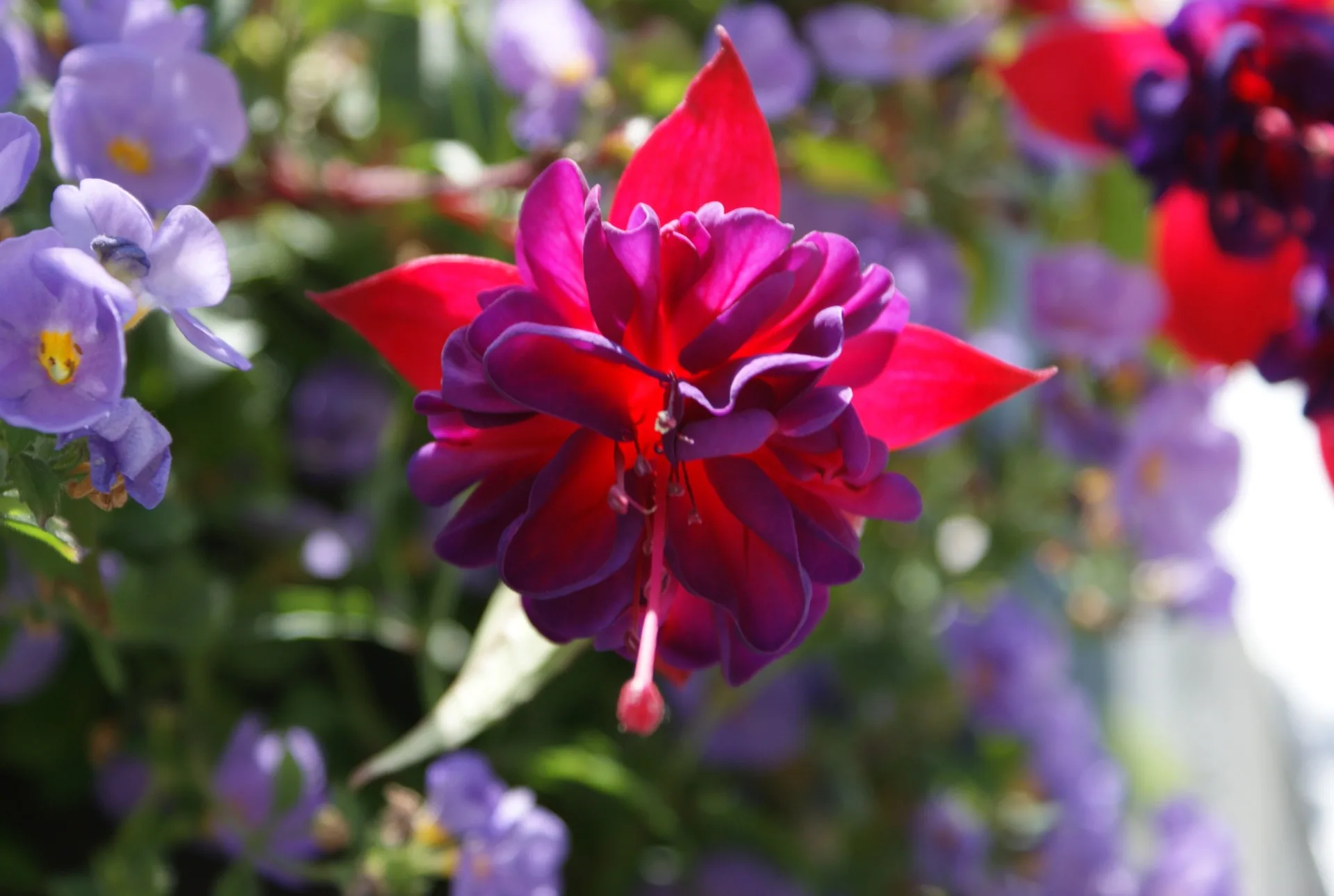 Fuchsia: How To Grow These Delicate Blooms | Homes To Love