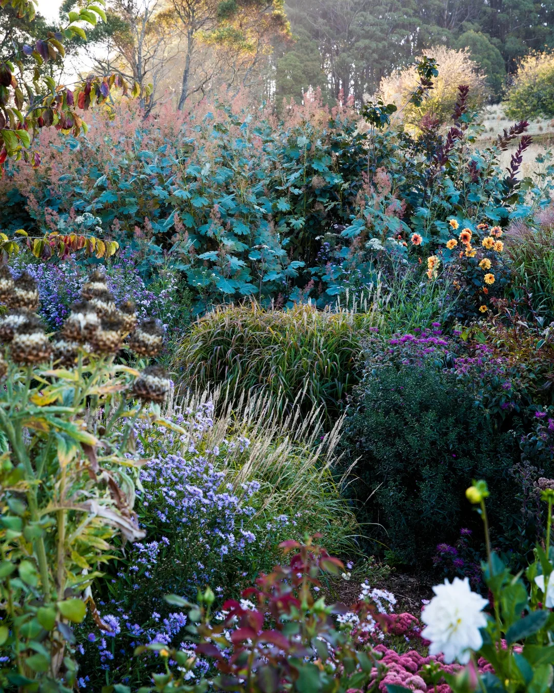 13 Beautiful Winter Flowers To Create Colourful Australian Gardens ...