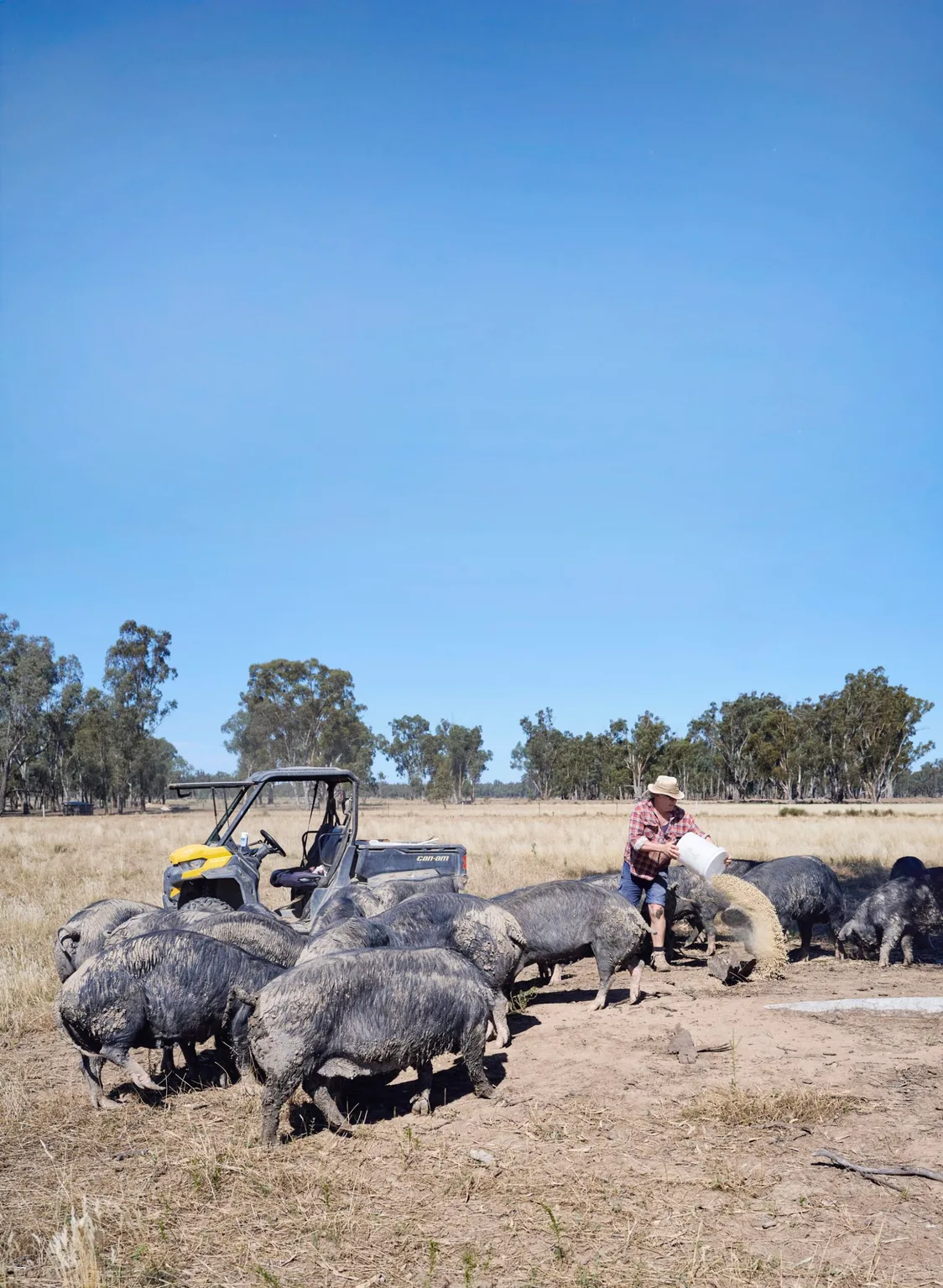 The Story Behind Regenerative Pig Farm, Bundarra | Country Style