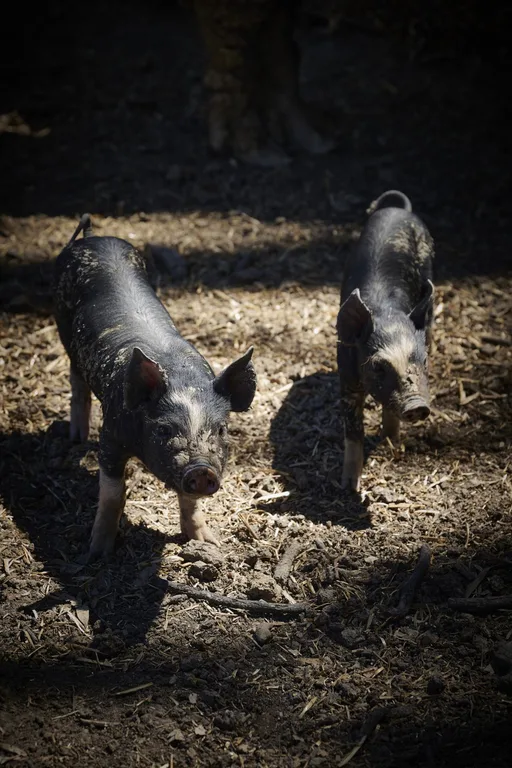 The Story Behind Regenerative Pig Farm, Bundarra | Country Style