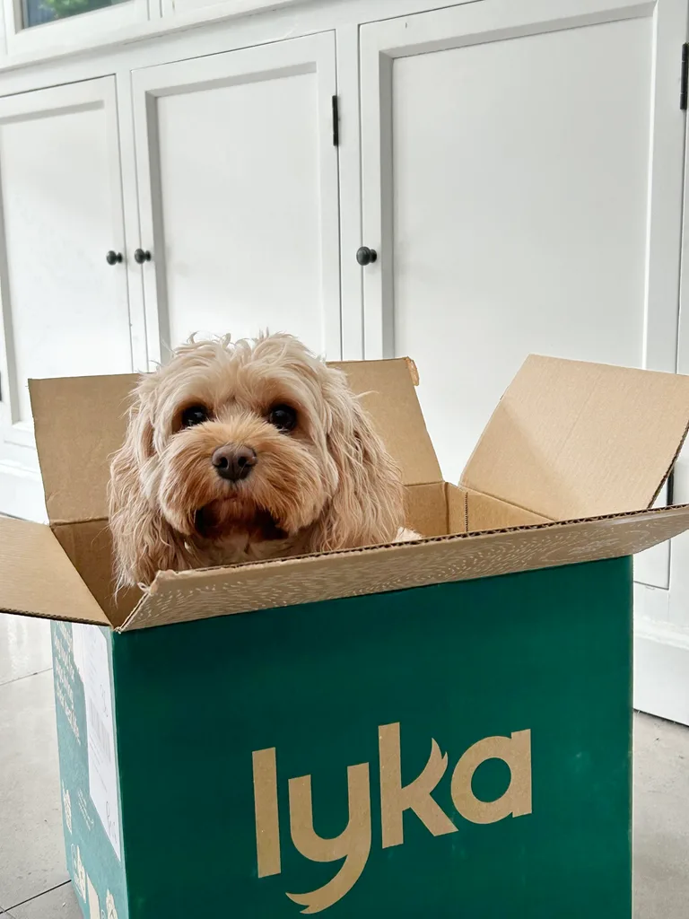 My Dog Tried Lyka Pet Food And Yes, It's Worth The Hype