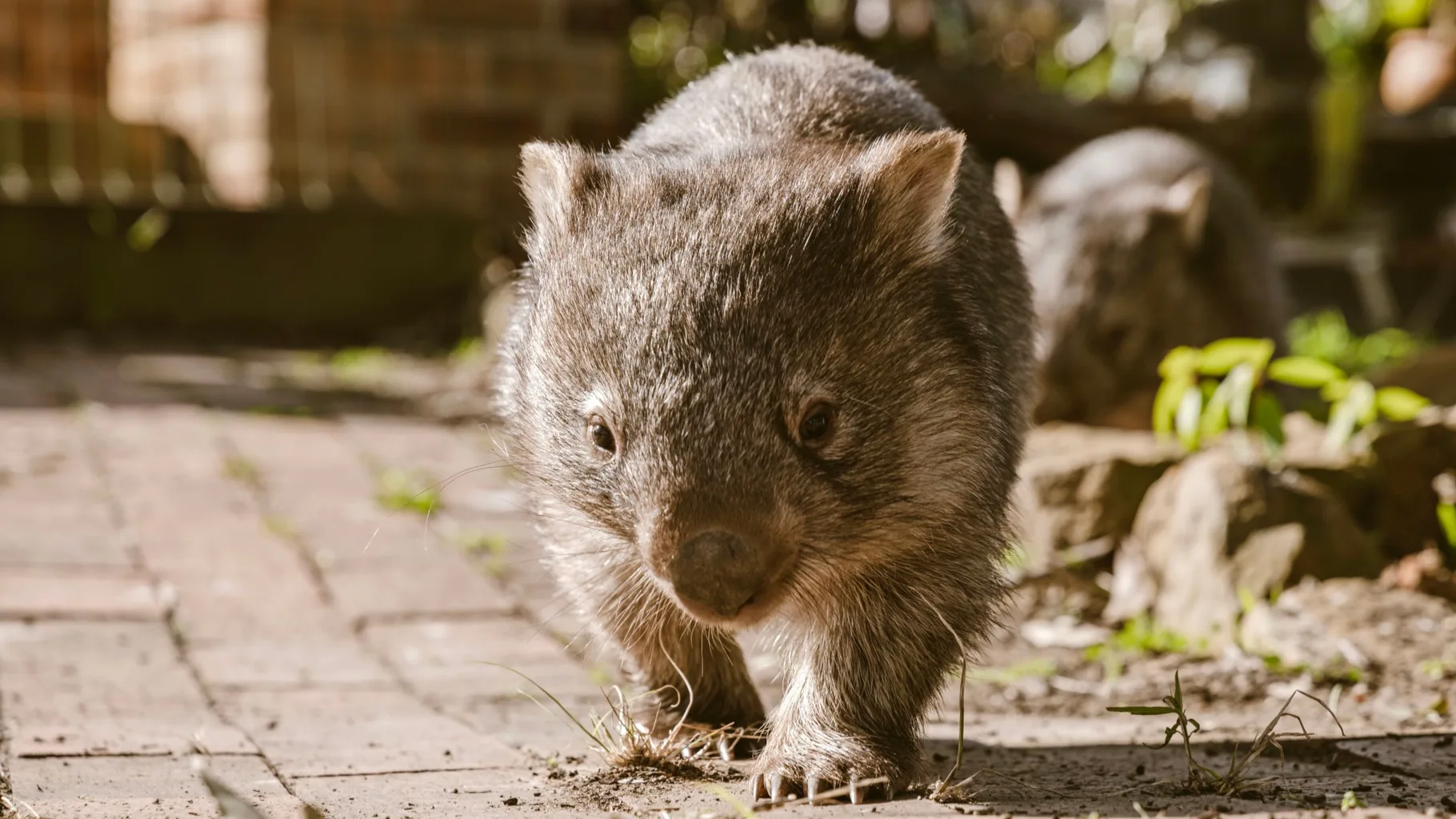In Millfield, NSW Wildlife Rescuer Judy Hopper Cares For Wombats