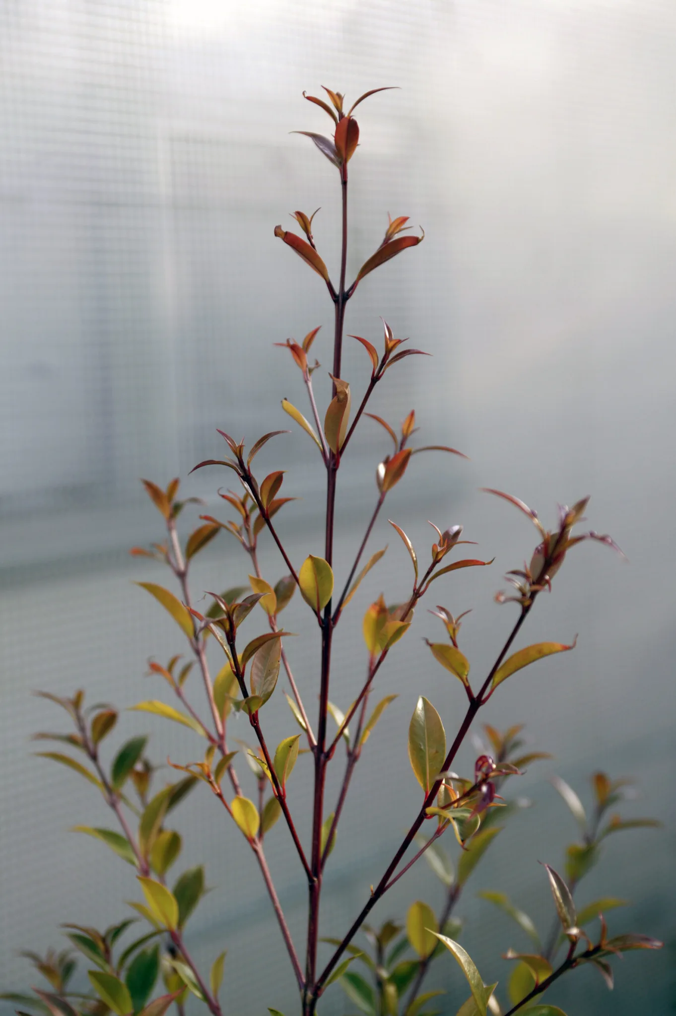 Five fast growing screening plants for privacy