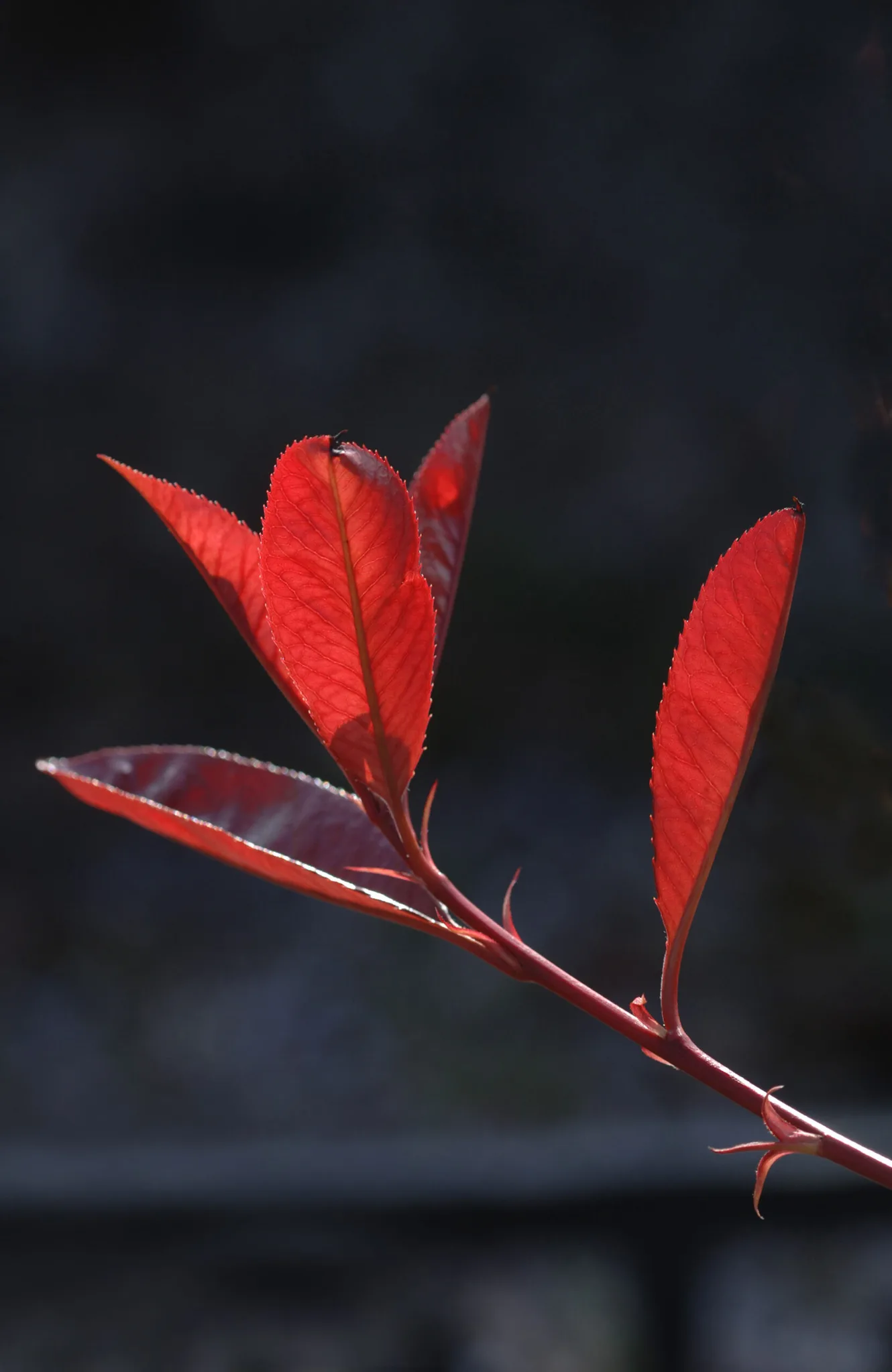 Five fast growing screening plants for privacy