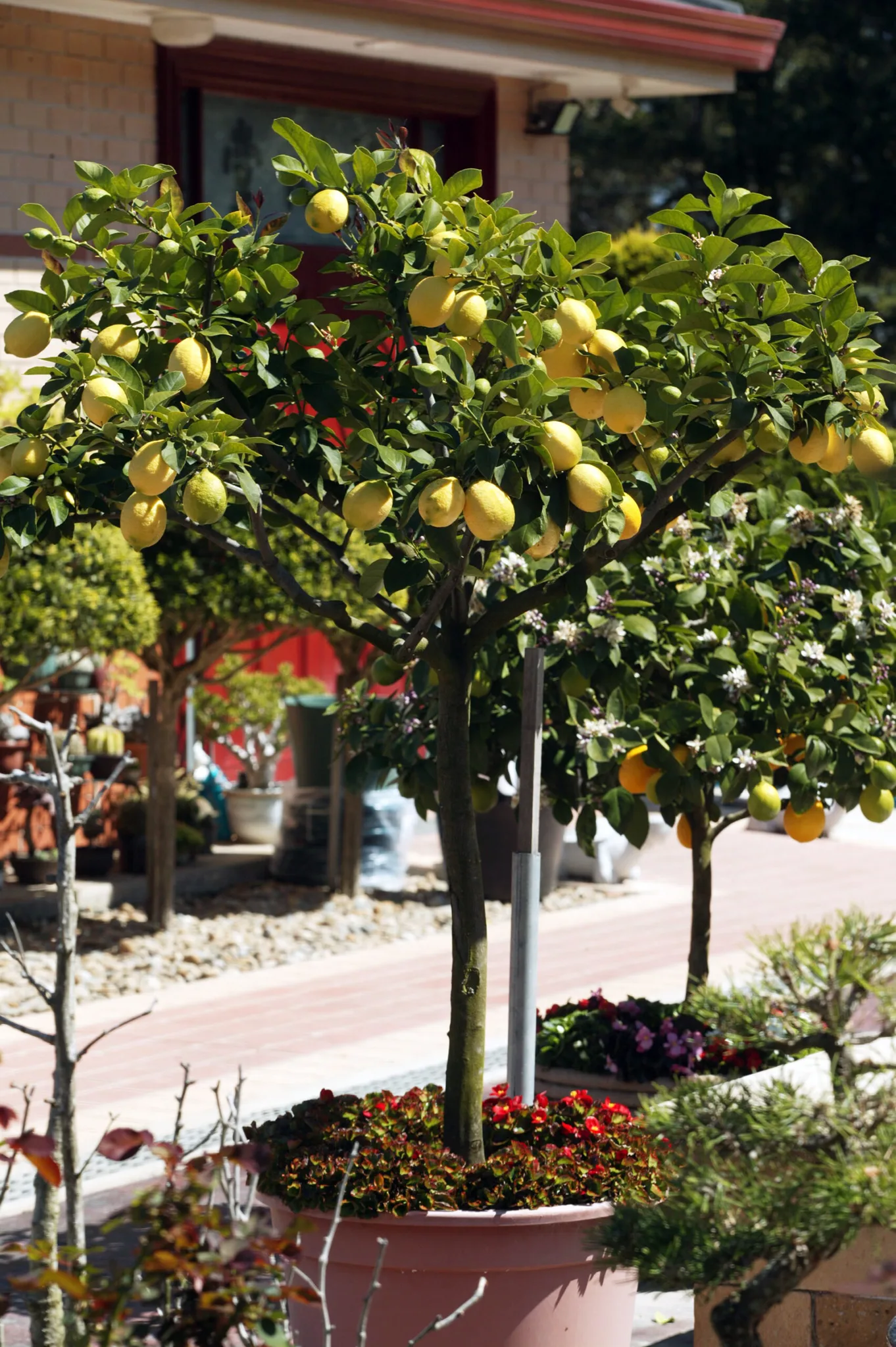 Yellowing Lemon Tree Leaves: Causes and Fixes | Homes To Love