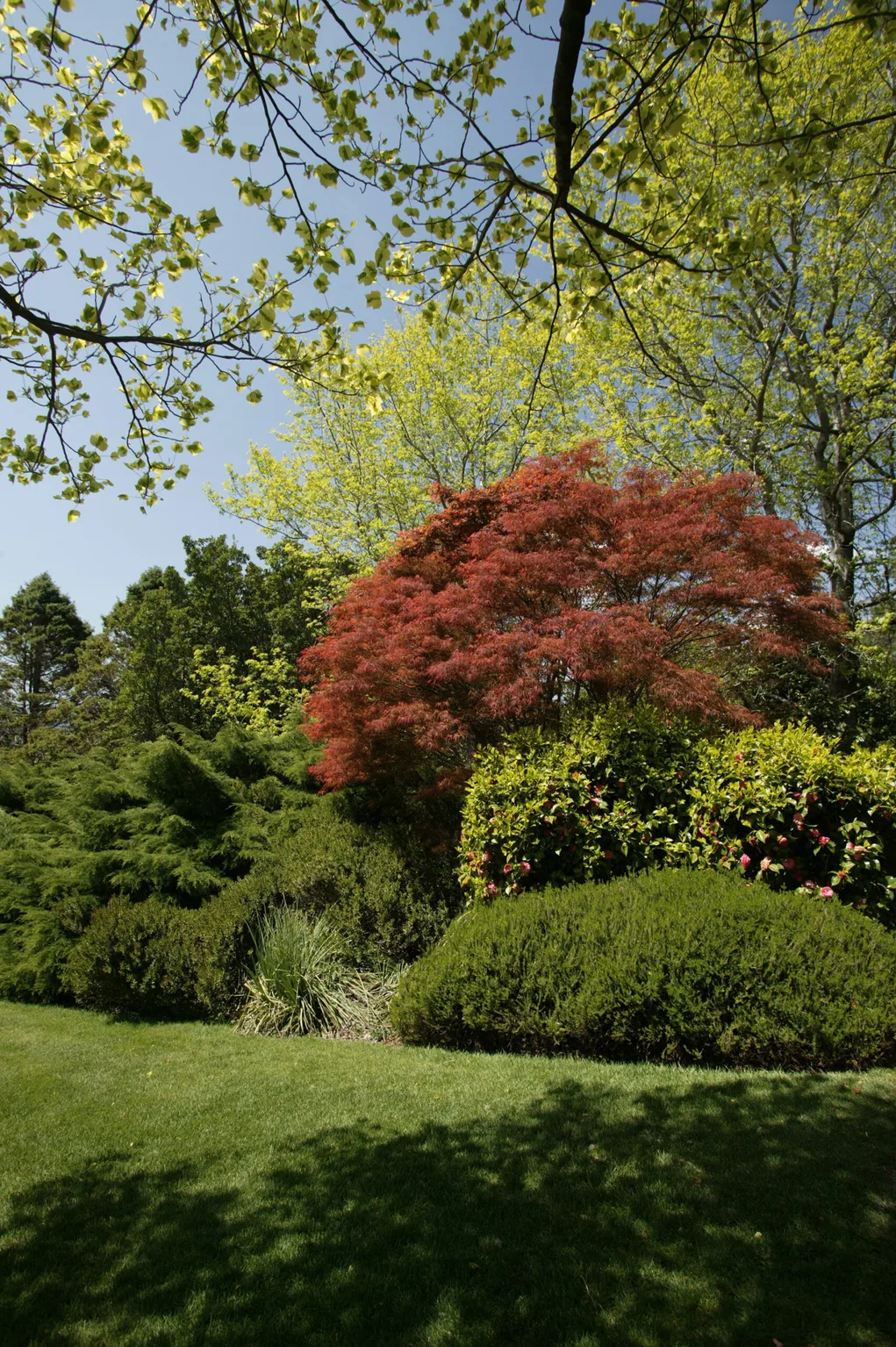 Japanese Maple: How To Grow And Care For Them
