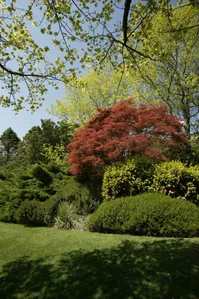 Japanese Maple: How To Grow And Care For Them