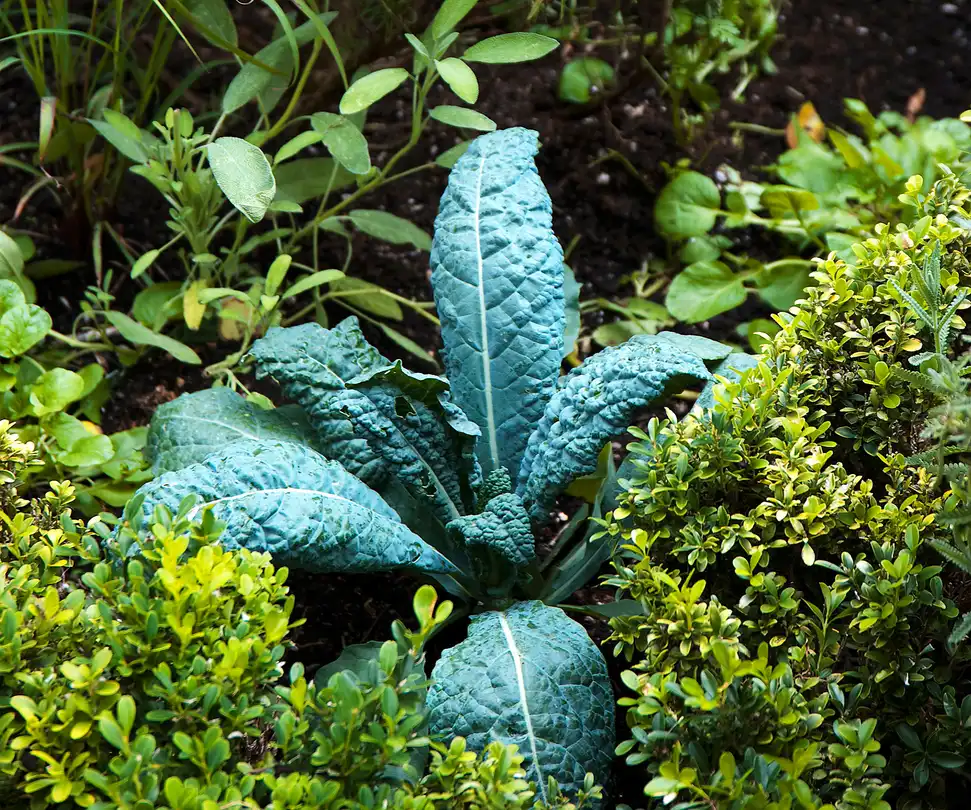 5 Types Of Pumpkin In Australia | Homes To Love