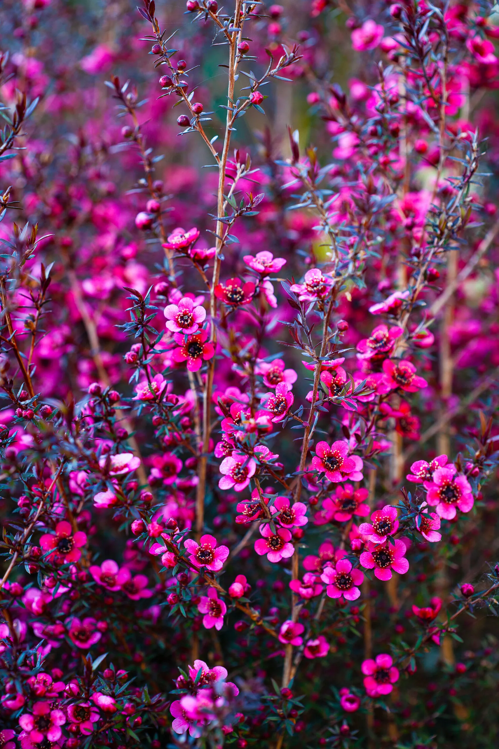 Gallery – Jessie's Magnificent Native Australian Garden