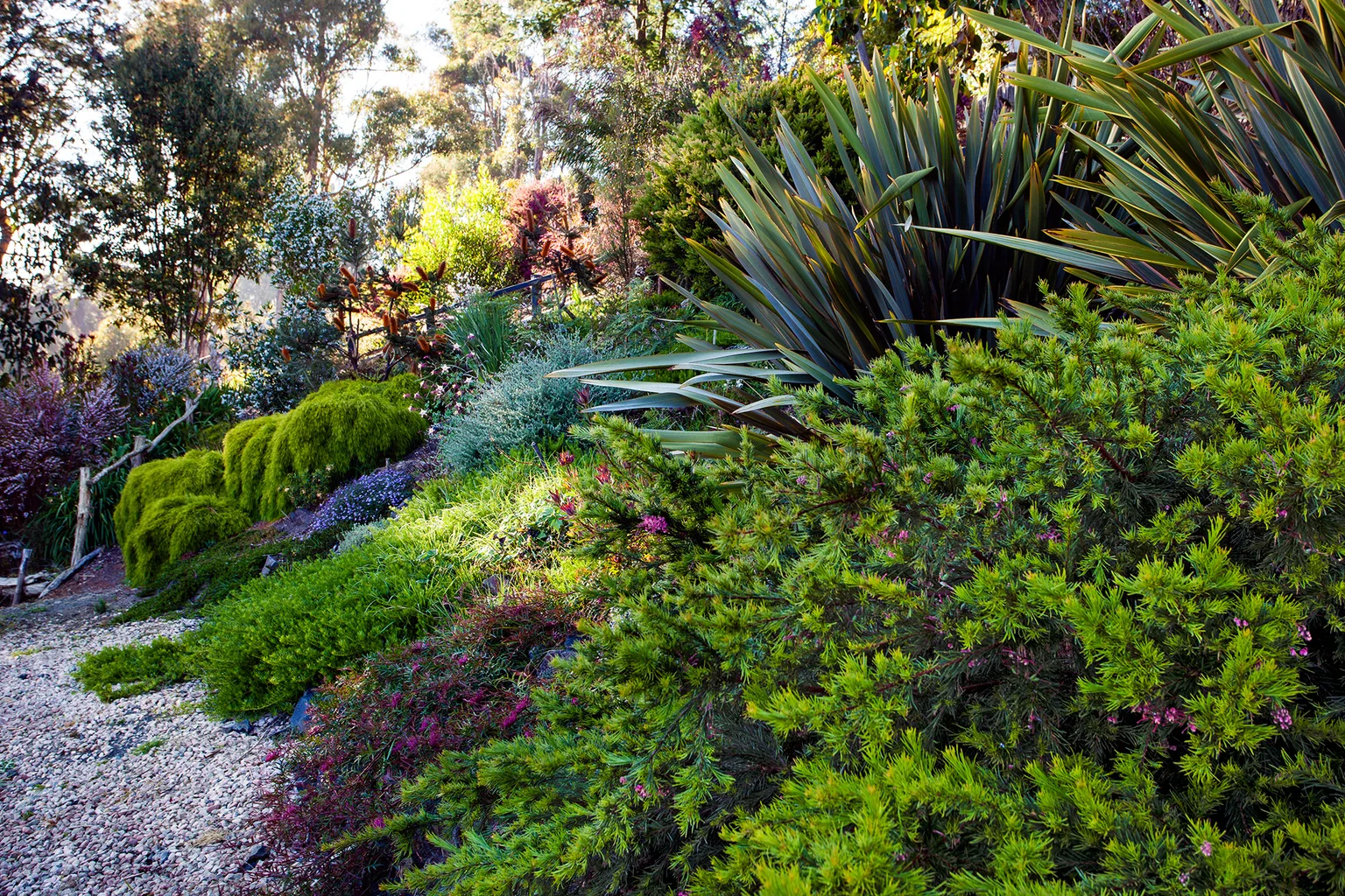 Gallery – Jessie's Magnificent Native Australian Garden