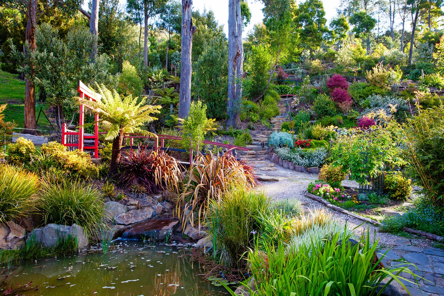 Gallery – Jessie's Magnificent Native Australian Garden