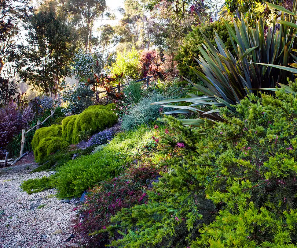 Gallery – Jessie's Magnificent Native Australian Garden