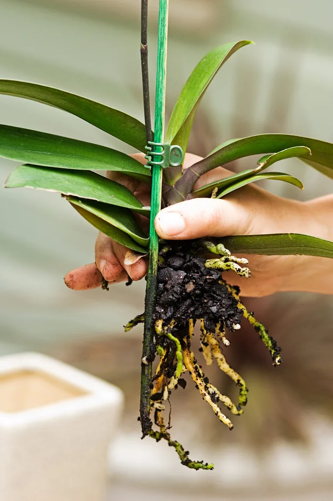 How To Repot Orchids: A Step By Step Guide