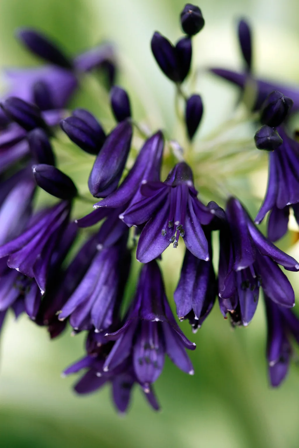 New Generation Agapanthus: 7 To Try
