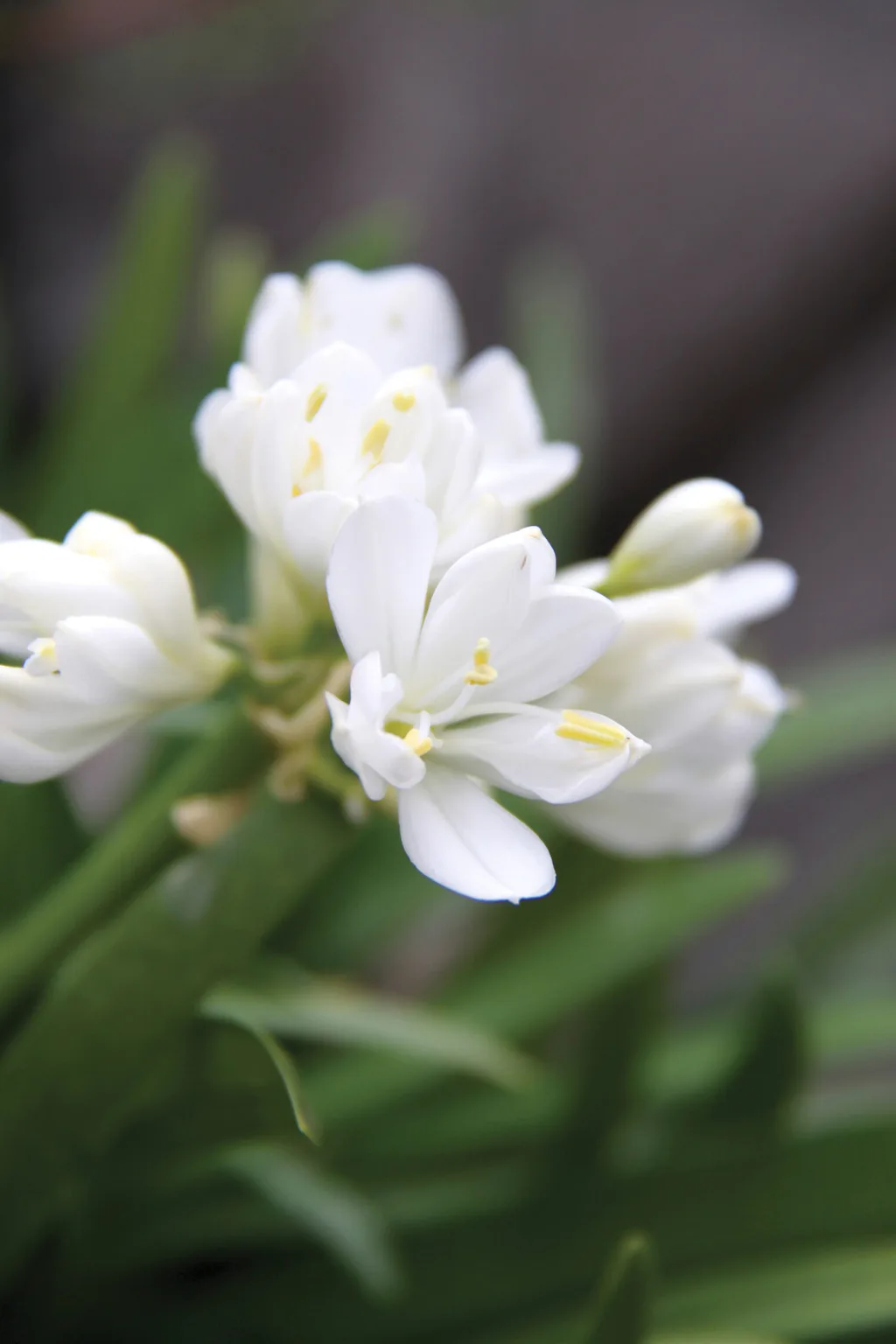 How To Grow An Agapanthus Plant That Flourishes