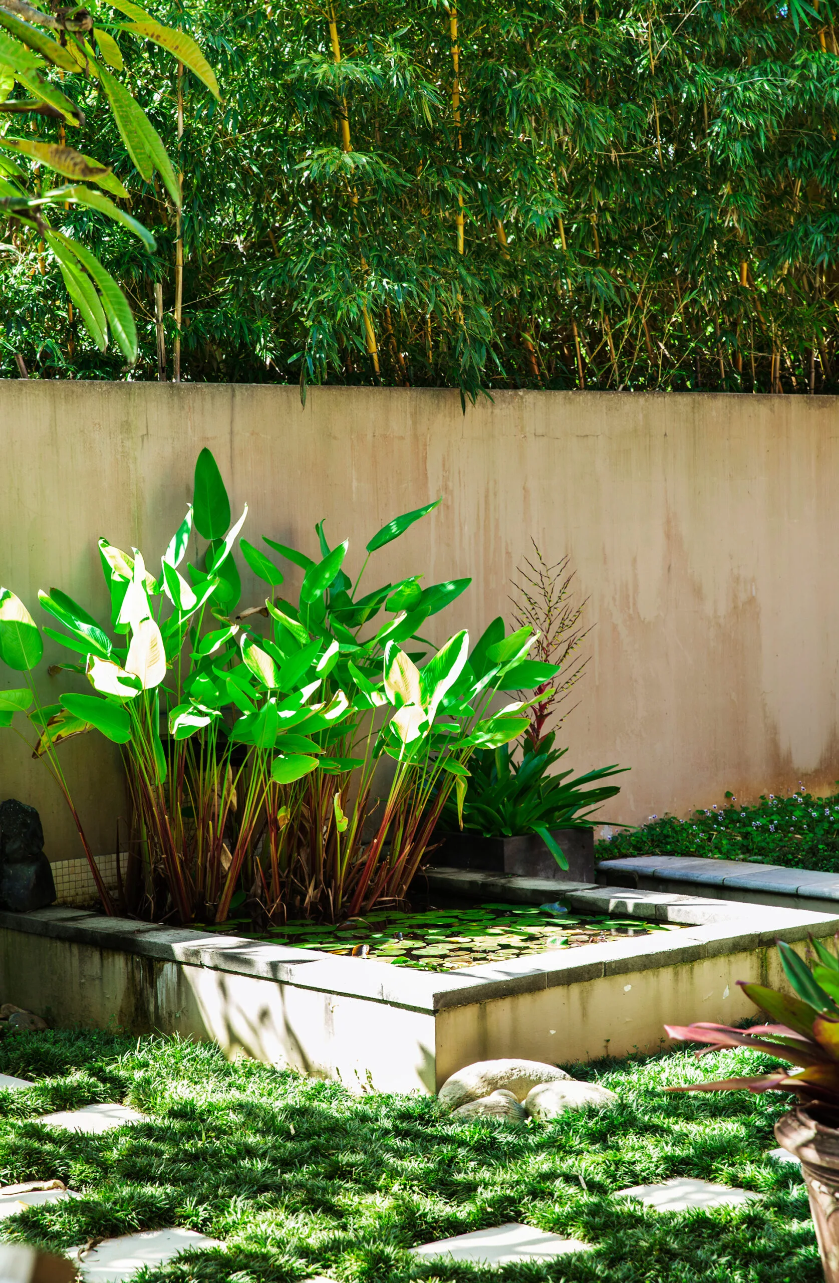 How to Grow Water Lilies: Create a Water Garden