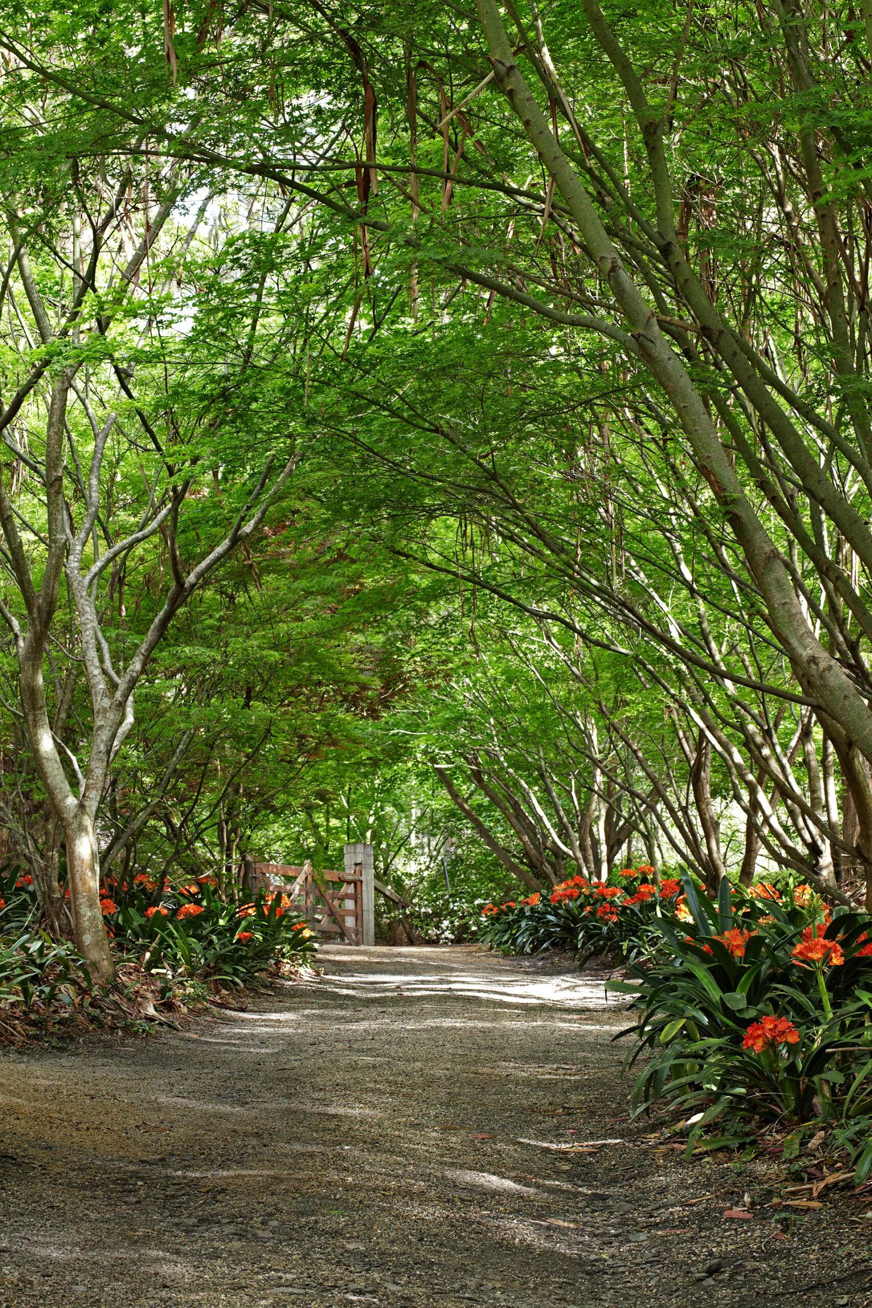 Japanese Maple: How To Grow And Care For Them