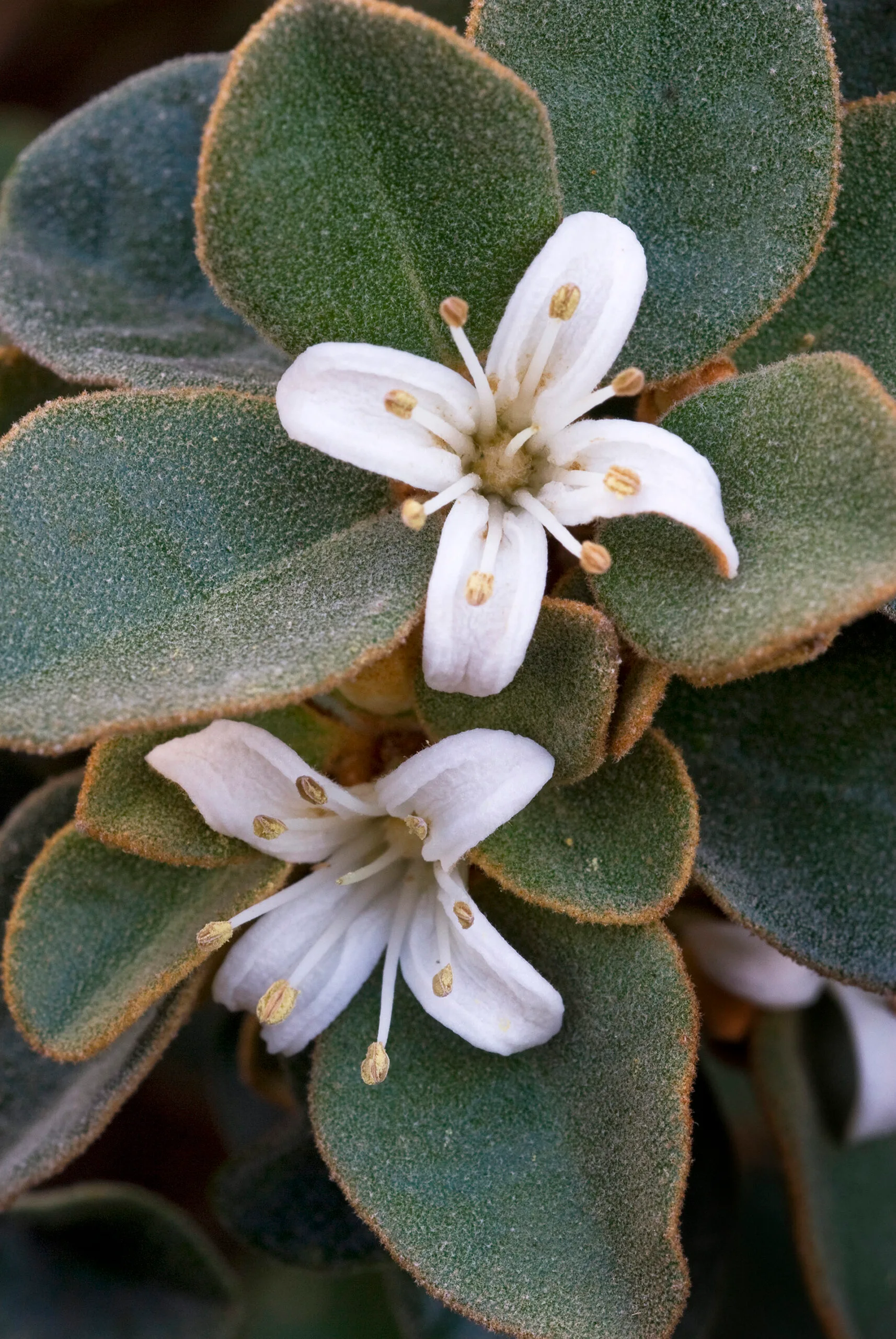 Best Australian Native Garden Plants