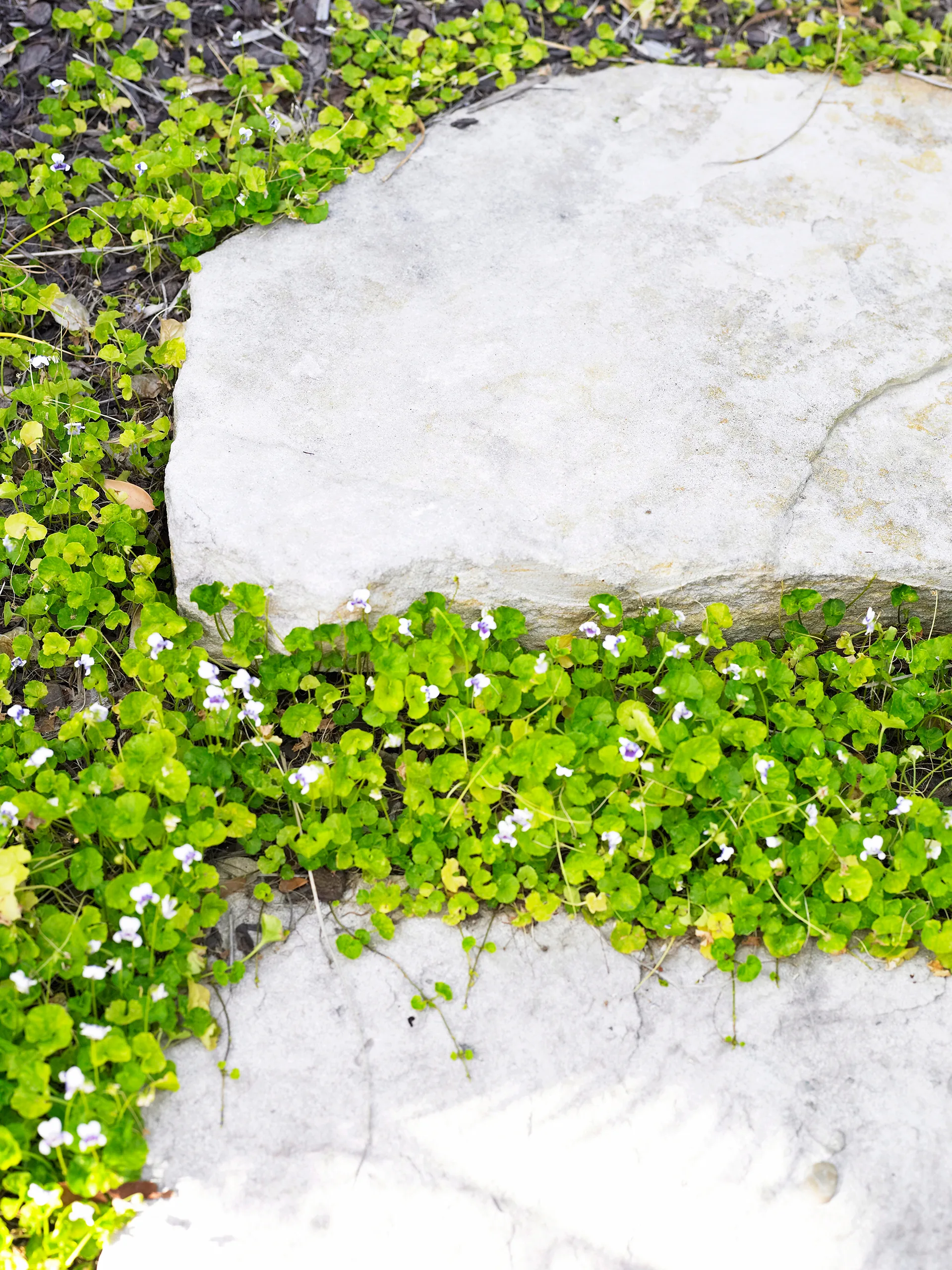 Ground Cover Plants: The Best Varieties For Sun And Shade
