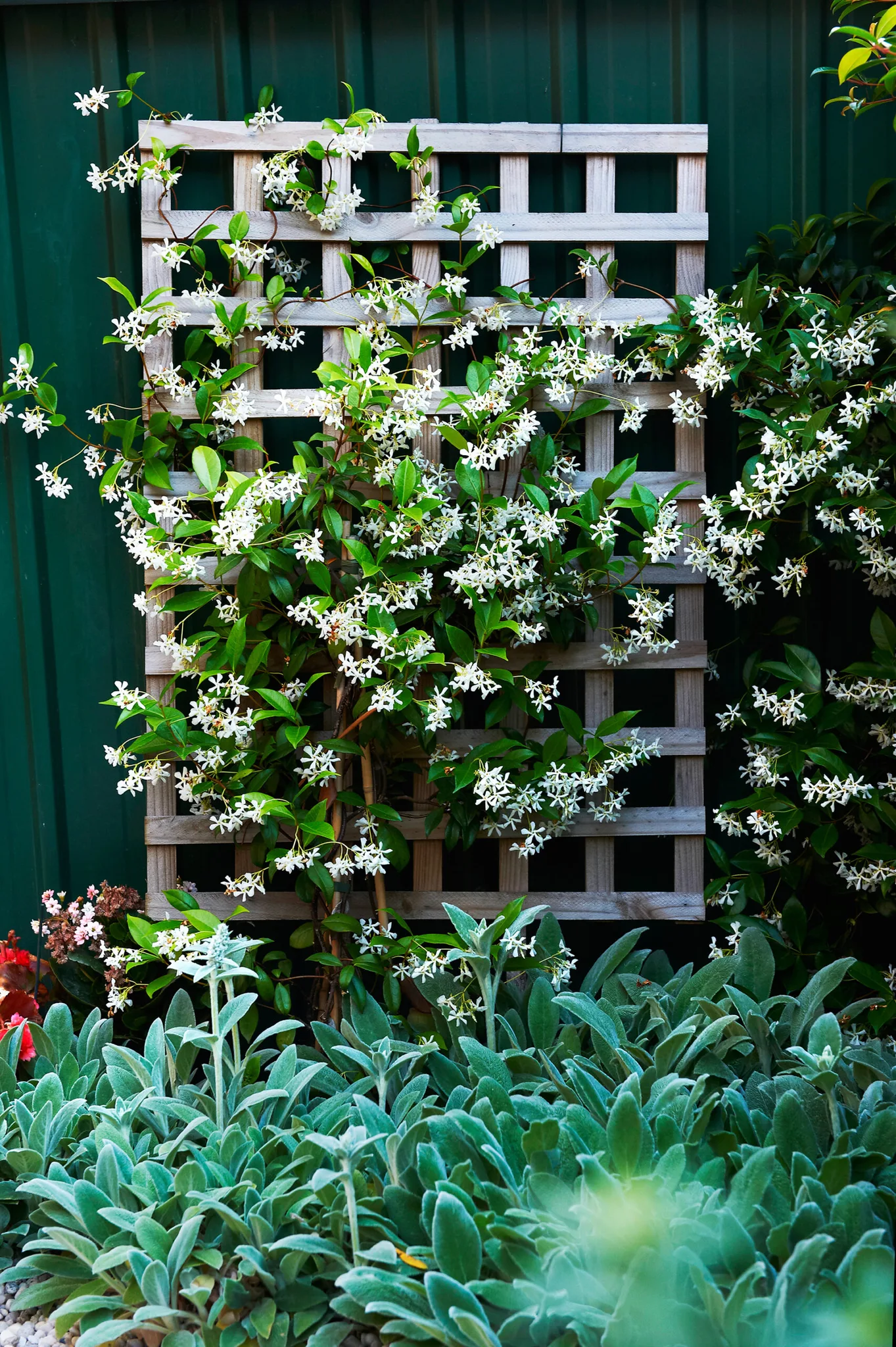 How to create a soft perennial garden