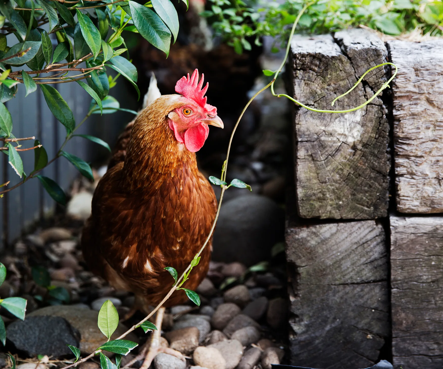 Backyard Chickens: Raising Them, Council Rules And More