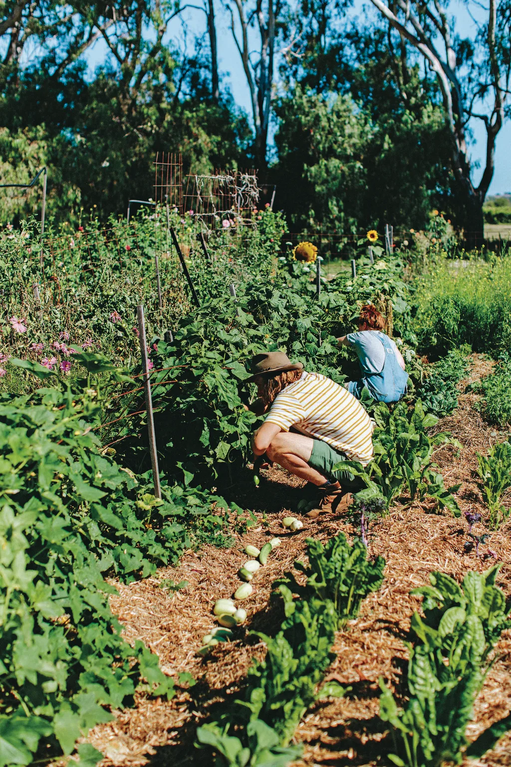 Grown & Gathered: How To Start A Backyard Farm
