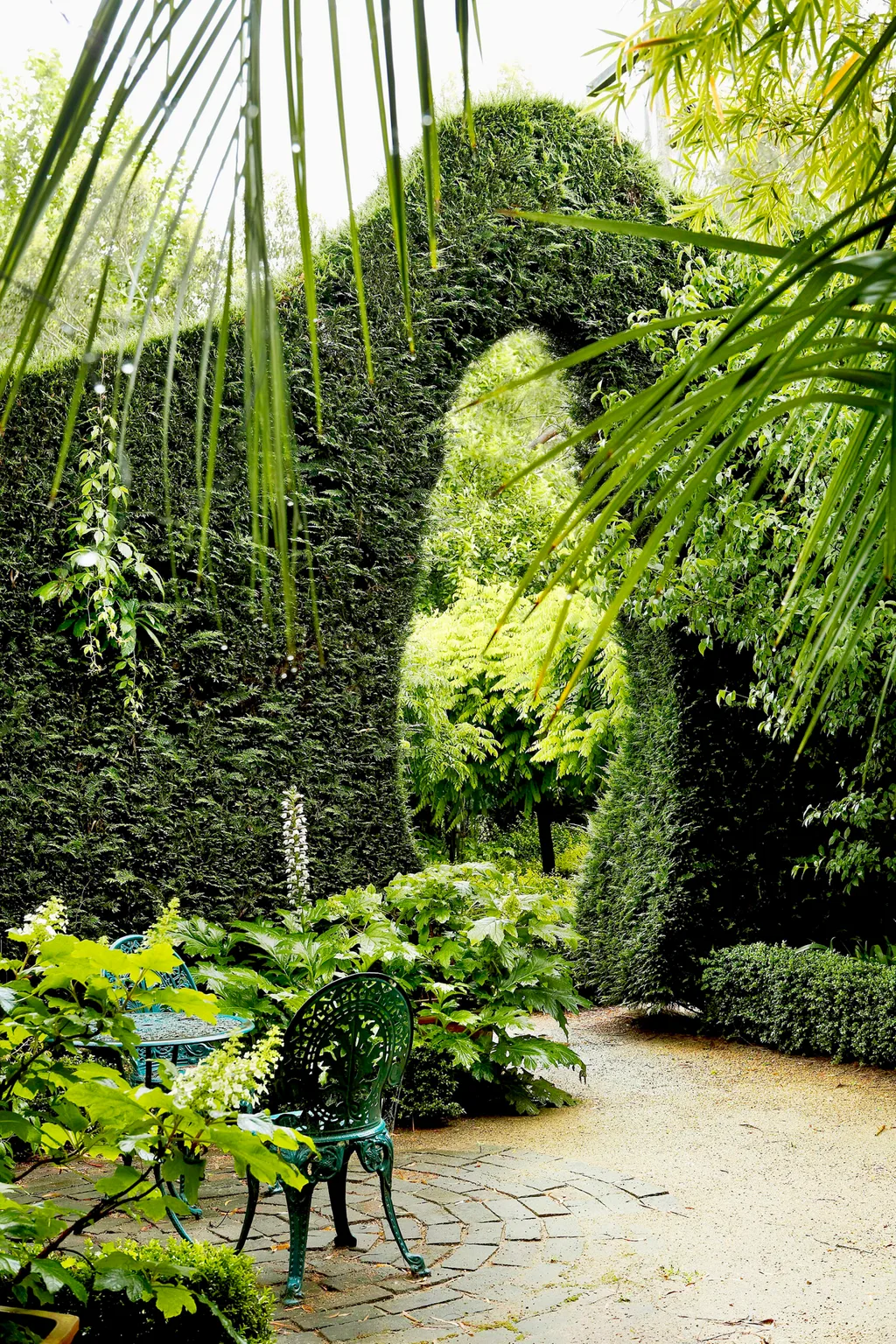 Five fast growing screening plants for privacy