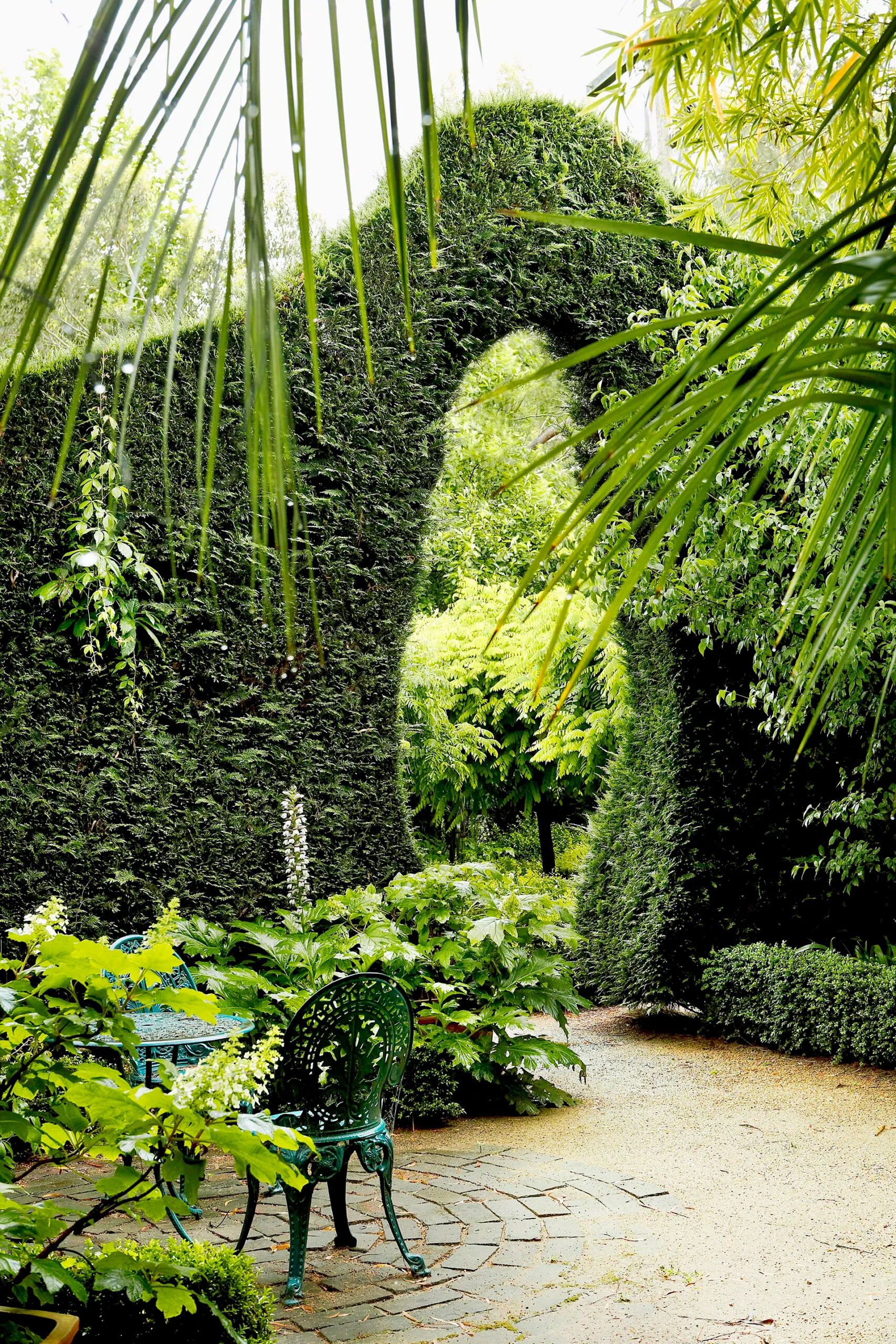 Five fast growing screening plants for privacy