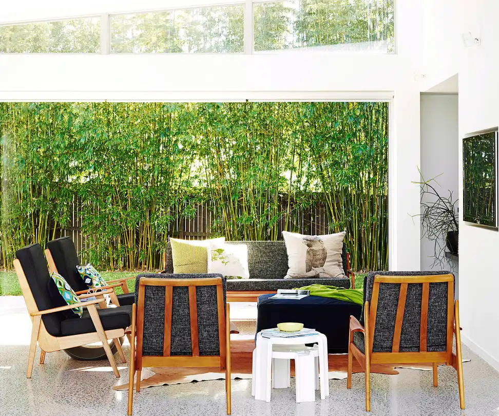 Five fast growing screening plants for privacy