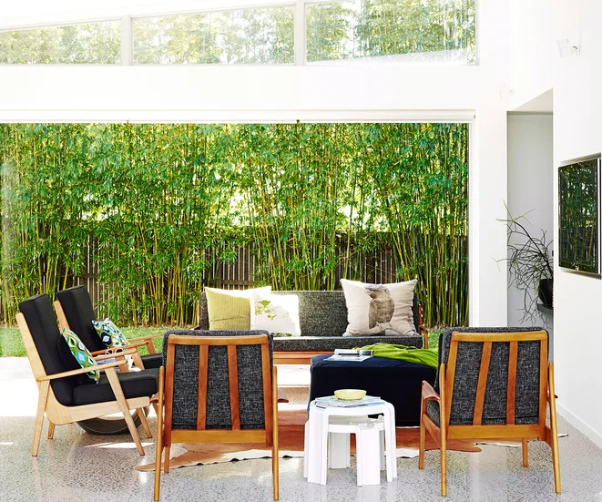 Five fast growing screening plants for privacy