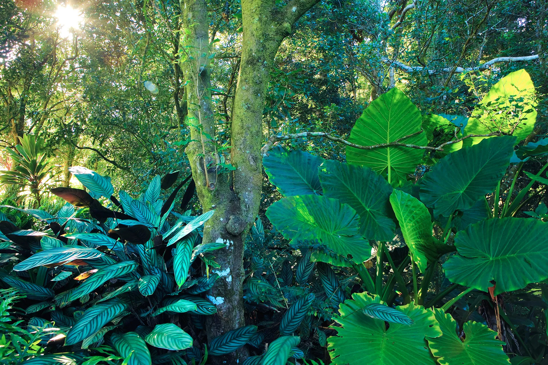 An Old Macadamia Farm Redesigned Into A Tropical Garden