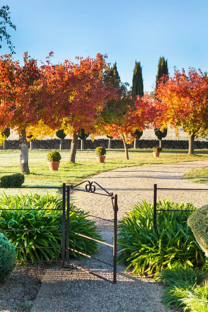 Ornamental Pear Trees: How To Grow And Care