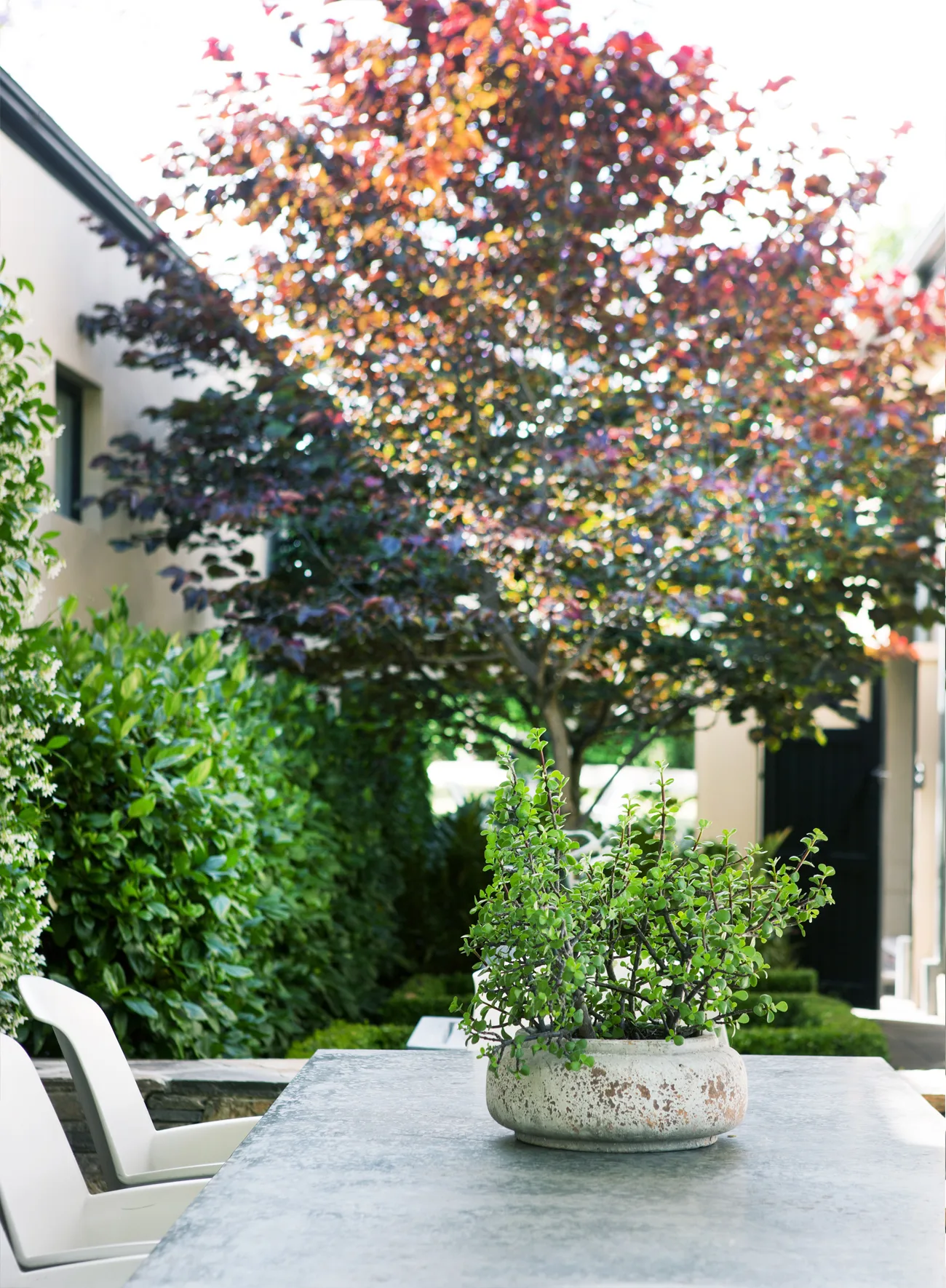 Front garden hedge plants for privacy