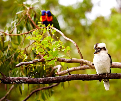 How to attract native birds to your garden