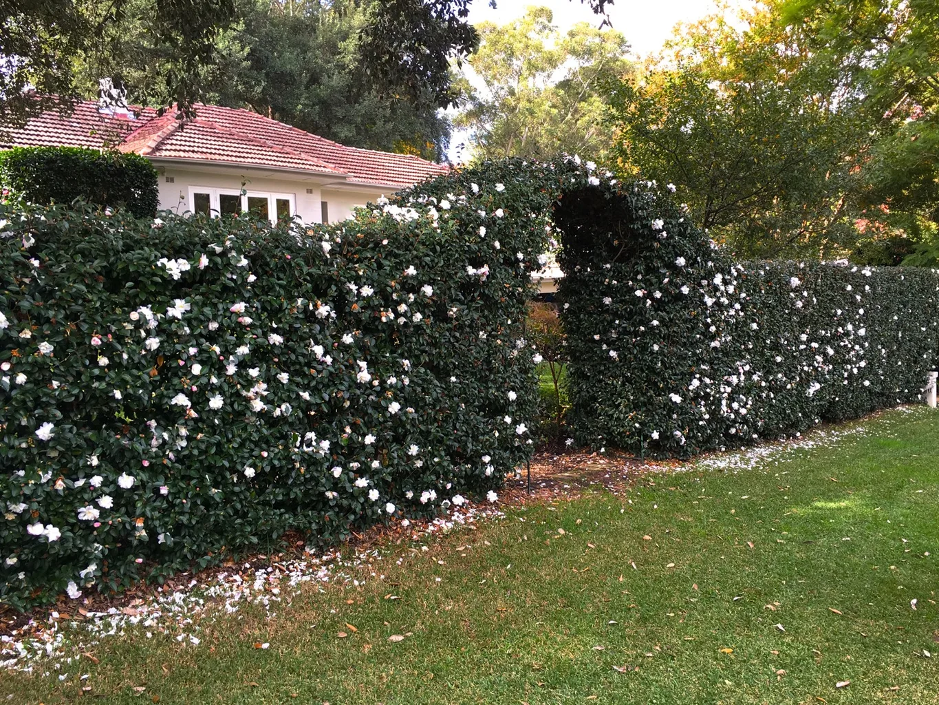 How to create privacy with screening plants