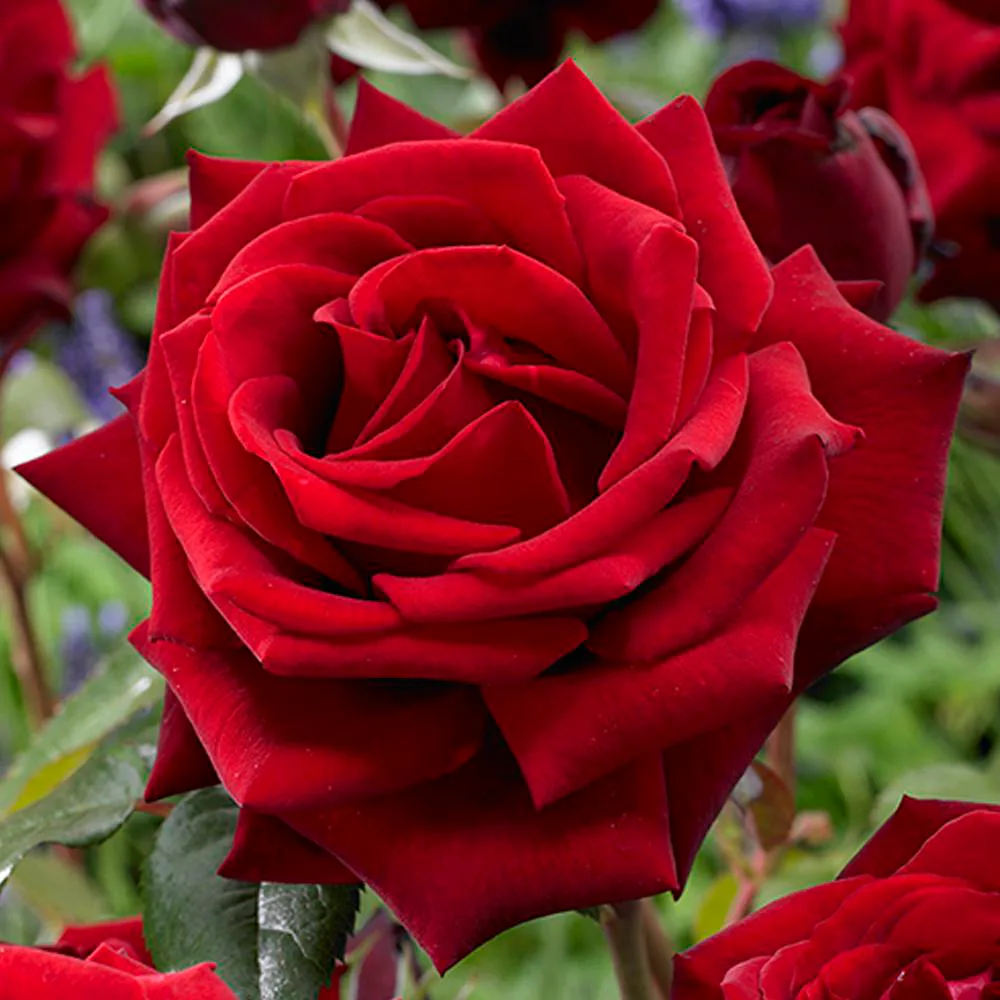 5 of the most fragrant rose varieties