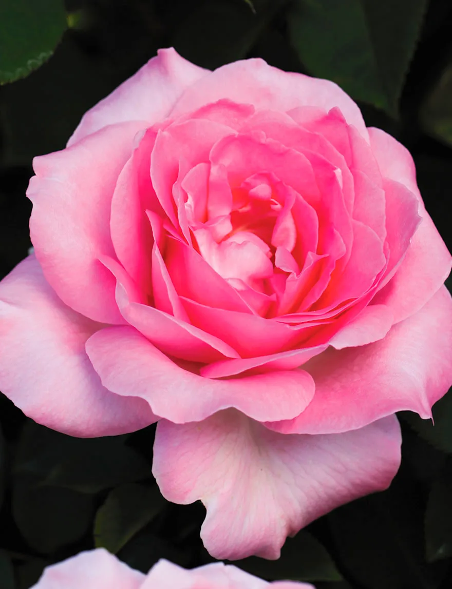 5 of the most fragrant rose varieties