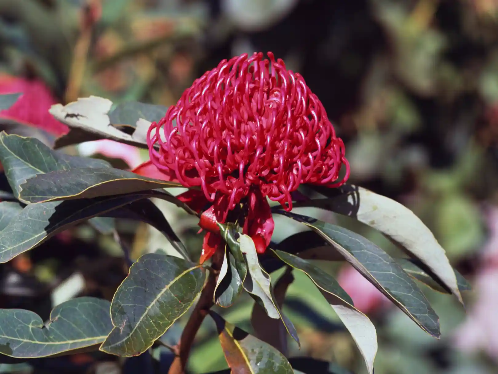 How to Grow Waratahs: Cultivation Tips for These Blooms