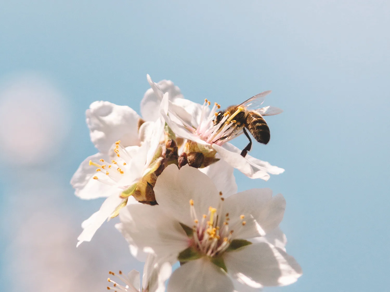 Adding a Beehive to Your Garden: What You Need to Know | Homes To Love