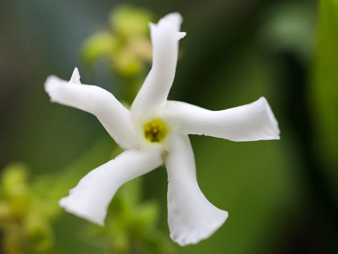 15 Plants With Show-Stopping White Flowers