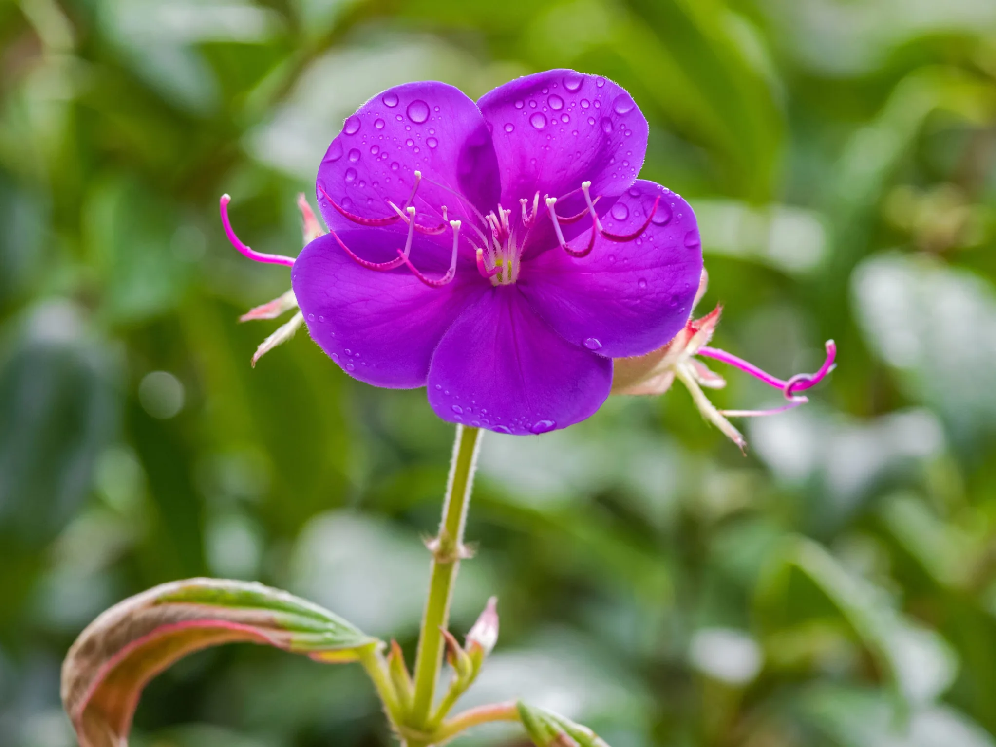 How to Grow Tibouchinas: Stunning Tropical Plants
