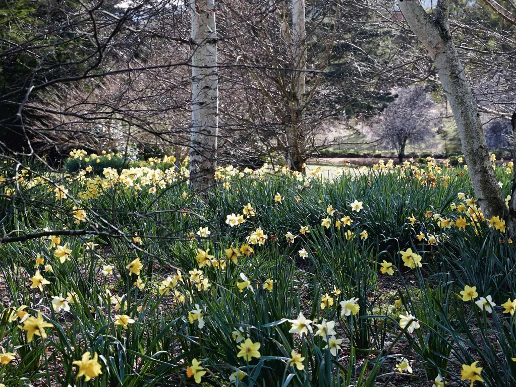 How To Grow Daffodils and When To Plant The Bulbs